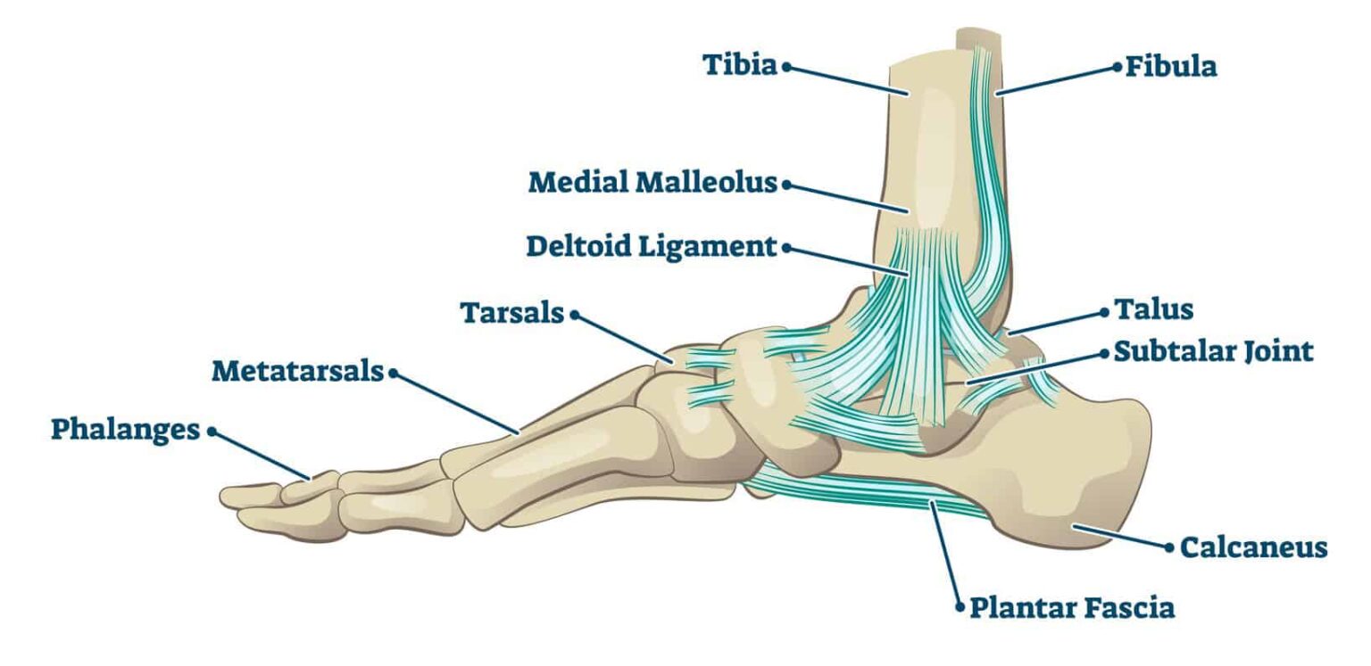 Bones Of The Foot - Feet First Clinic