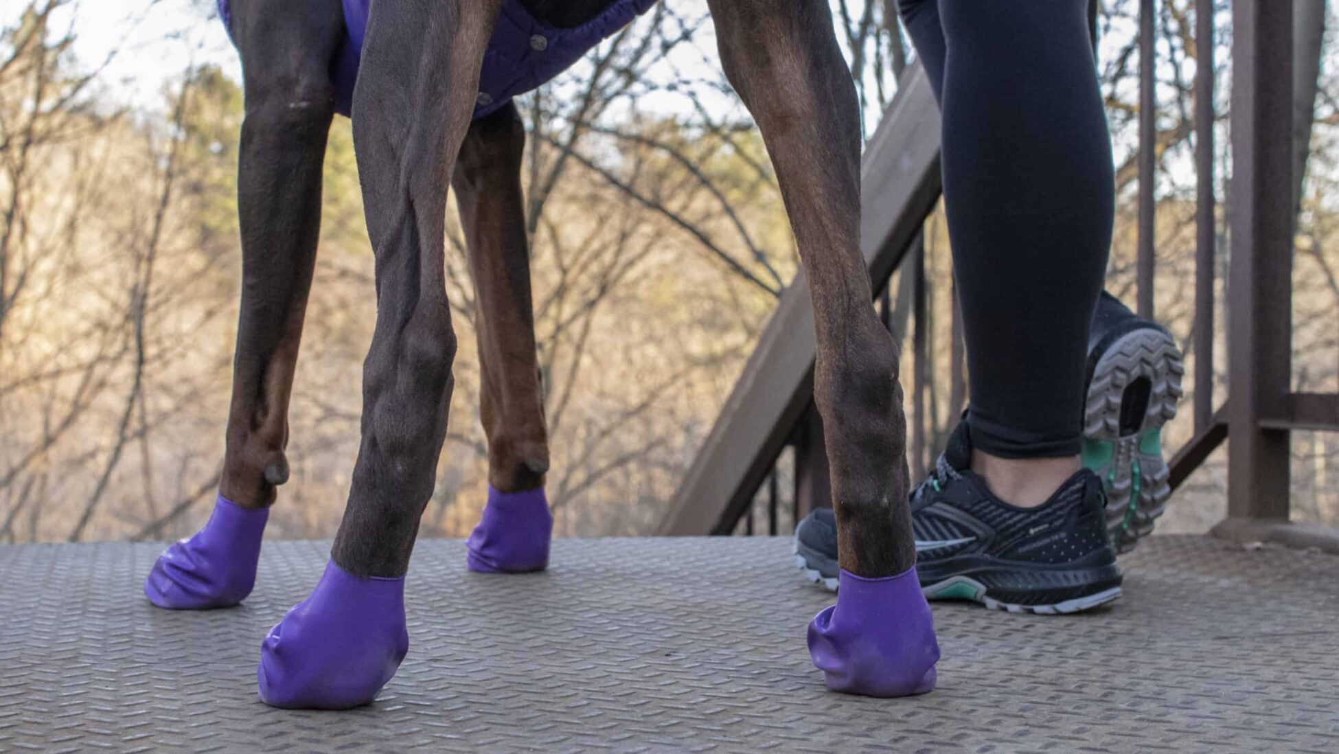 Paws First: How You Can Protect Your Dog’s Paws In The Winter - Feet ...