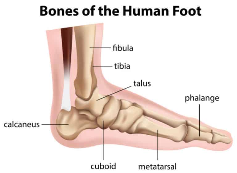 Cuboid Syndrome: Causes, Symptoms, and How a Chiropodist Can Help ...