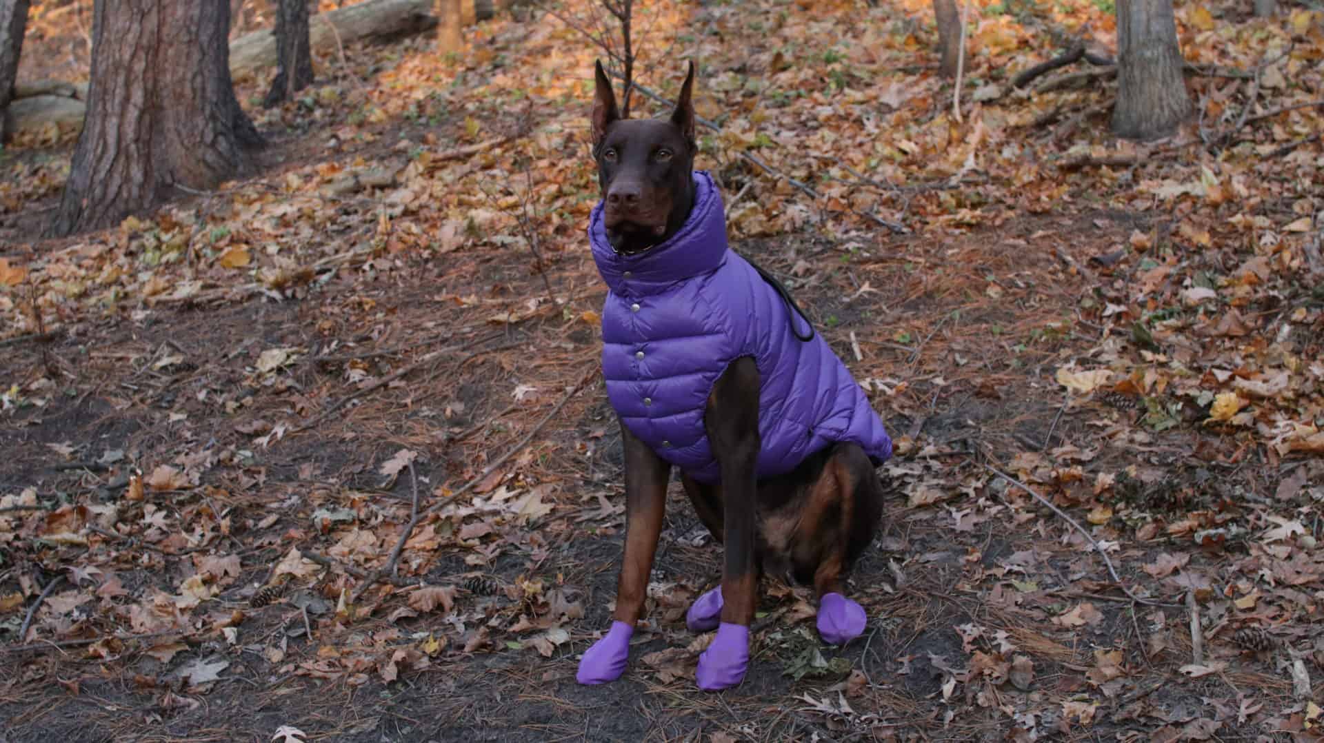 Paws First: How You Can Protect Your Dog’s Paws In The Winter - Feet ...